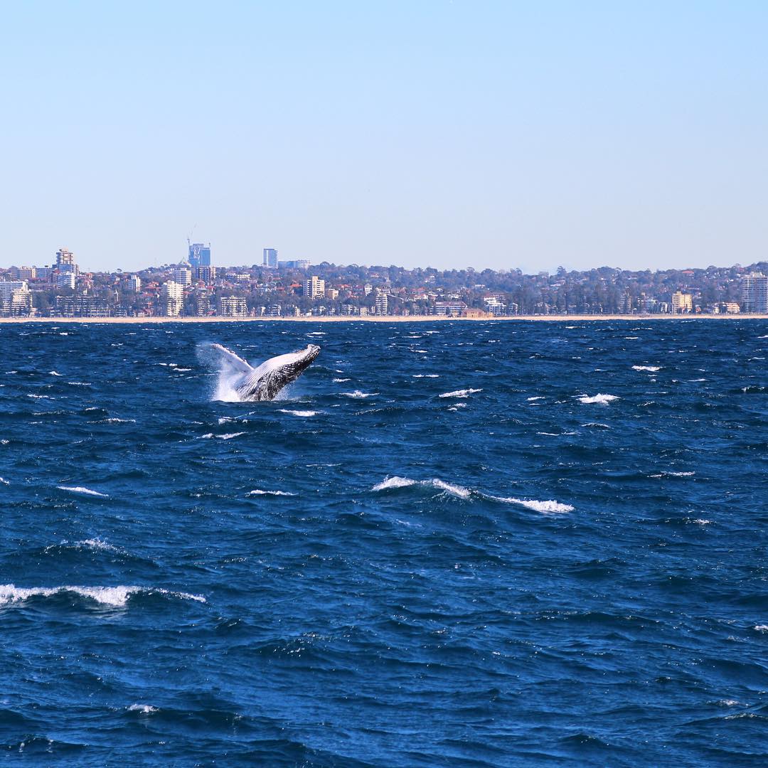 15 Things to Do in Sydney - Opodo Travel Blog